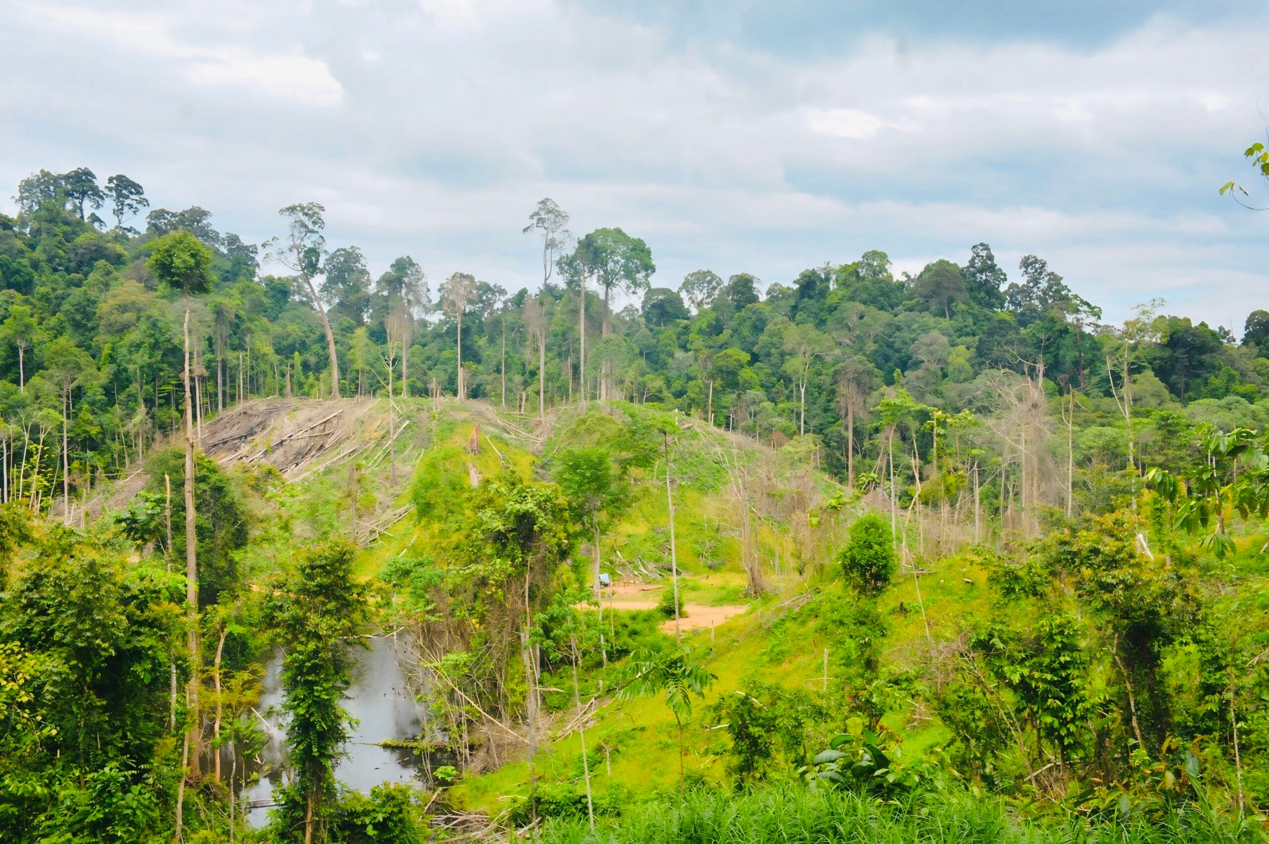 Warga Punan Batu Benau Resah Perambahan Hutan Adat, Penerima Kalpataru ...